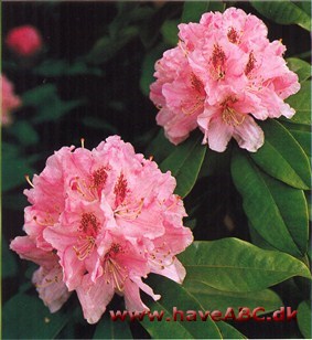 Alperose – Rhododendron