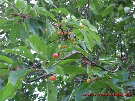 Hvad er dette for et træ