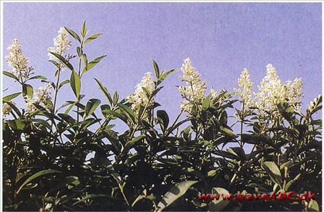 Liguster - Ligustrum vulgare