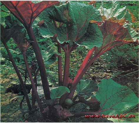Rabarber - Rheum rhabarbarum