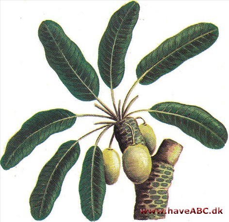 Smørtræ - Vitellaria paradoxa