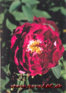 Tuscany - Den Gamle Fløjlsrose